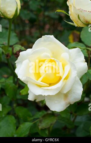 Rose, 'Elina'. Hybrid Tea Rose Stock Photo - Alamy