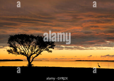 Buttonwood Tree (Conocarpus erectrus) at sunrise & Great Egret (Ardea ...
