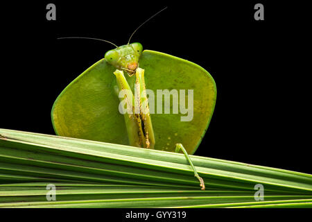 Shield mantis (Choeradodis sp.), (Mantodea family), Amazon rainforest ...