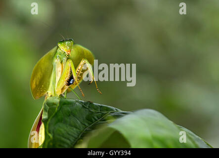 Shield mantis (Choeradodis sp.), (Mantodea family), Amazon rainforest ...