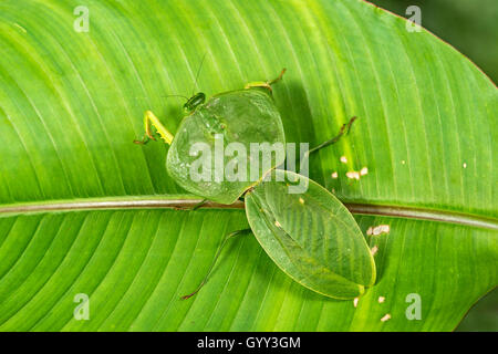 A Shield Mantis, Hood Mantis (or Hooded Mantis), or Leaf Mantis (or ...
