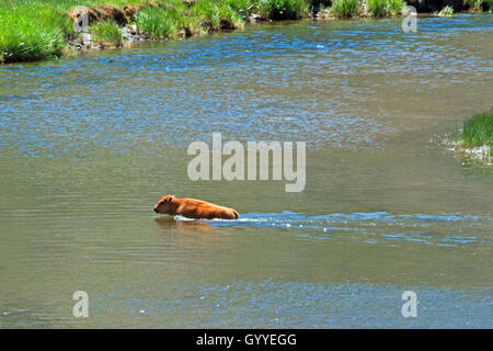 Bison Bison bison buffalo Bison swimming across a river with a ...