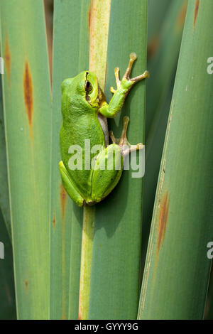 European Tree Frog Stock Photo - Alamy