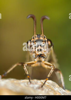 European antlion (Euroleon nostras), female, portrait, Germany Stock ...