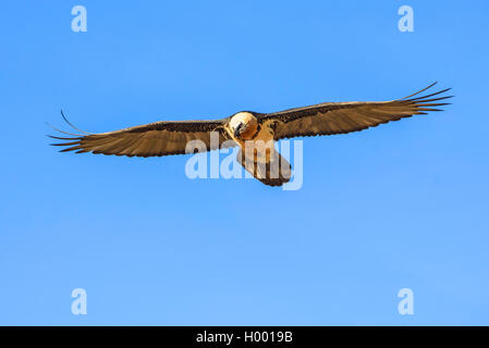 Bartgeier, Bart-Geier, Laemmergeier, Laemmer-Geier (Gypaetus barbatus ...