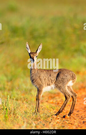 Grey Rhebok (Pelea capreolus), Bontebok National Park, South Africa ...