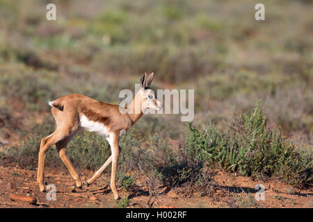 Springbok (Antidorcas marsupialis), young, walking in high dry grass ...