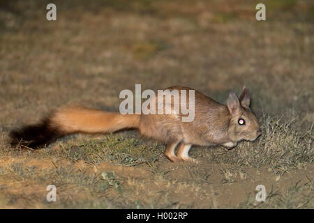 springhare, springhaas, jumping hare (Pedetes capensis Stock Photo - Alamy