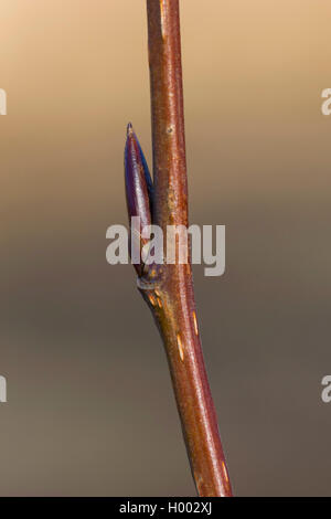 balsam poplar, balsam-poplar (Populus spec,), bud, Germany Stock Photo ...