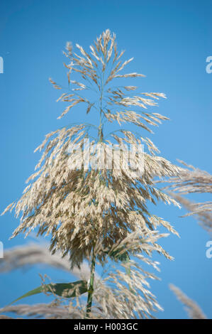 Giant Reed (Arundo mediterranea), blooming Stock Photo - Alamy