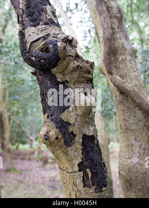 Scary face in tree trunk - Brevard, North Carolina, USA Stock Photo - Alamy