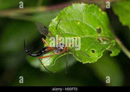 Giant Sabre Comb Horn Cranefly (Tanyptera atrata Stock Photo - Alamy