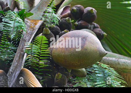 Double coconut (Coco de mer palm), world's largest plant fruit, Royal ...