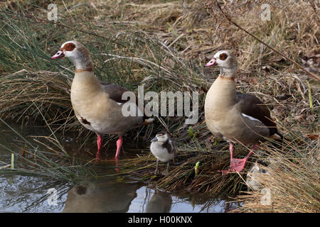 animal family, egyptian goose, animal families, egyptian gooses Stock ...