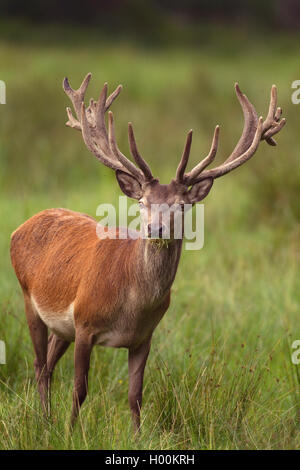 Rothirsch, Rotwild, Rot-Hirsch, Rot-Wild, Trittsiegel im Schnee Stock ...