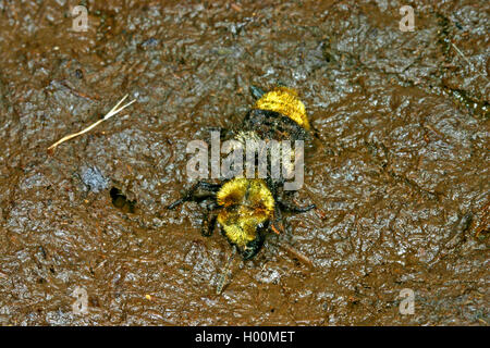 Rove beetle, Emus hirtus on cow dung Stock Photo - Alamy