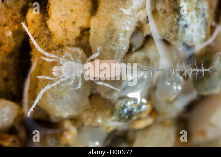 Microwhip scorpion (Eukoenenia austriaca stinyi), in water, Austria ...