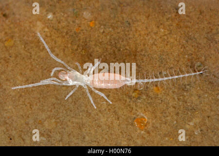 Microwhip scorpion (Eukoenenia austriaca stinyi), in water, Austria ...
