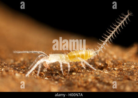 Microwhip scorpion (Eukoenenia austriaca stinyi), in water, Austria ...