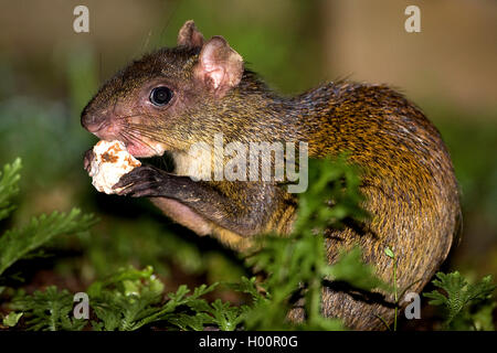 agouti agoutis rodent rodents "central america" "central american ...