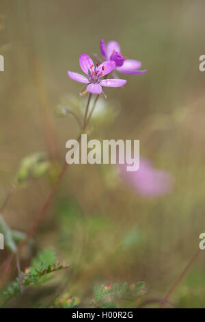 Red-Stemmed Filaree Erodium cicutarium Small Weeds in Lawn Garden Weed ...