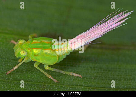 Tropiduchid planthopper (Tropiduchidae), sits on a leaf, Costa Rica ...