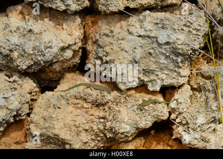 Moroccan rock lizard, Menorca wall lizard (Podarcis perspicillata ...