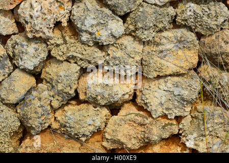 Moroccan rock lizard, Menorca wall lizard (Podarcis perspicillata ...