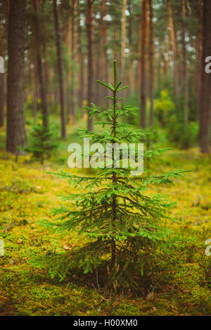 Coniferous forest, spruce, fir, moss, damp, Odenwald, Bavaria, Germany ...