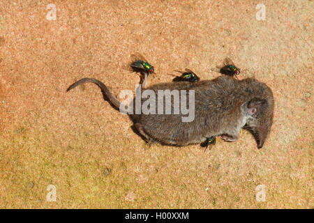 Gartenspitzmaus, Garten-Spitzmaus (Crocidura suaveolens), zwei noch ...