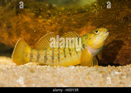 Bluebreast Darter (Etheostoma camurum), male Stock Photo - Alamy