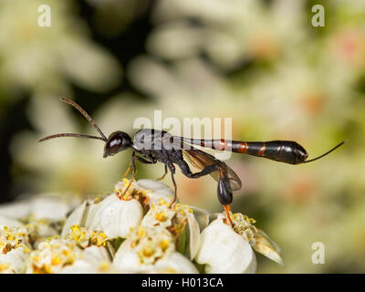 Gasteruptid wasps (Gasteruption undulatum), female grooming on Common ...