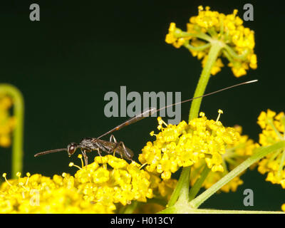 gasteruptid wasp (Gasteruption tournieri), Female foraging on Common ...
