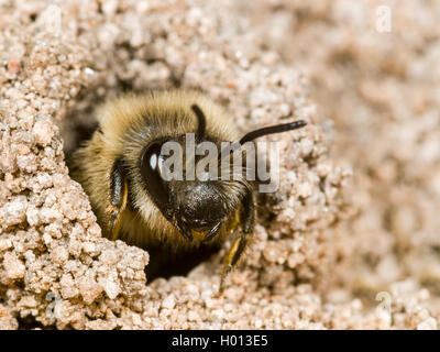 Female plasterer bee, polyester bee, (Colletes cunicularius) and Red ...
