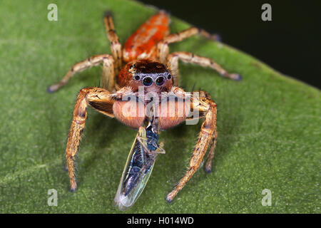 A closeup of a spider that caught an insect on its web Stock Photo - Alamy