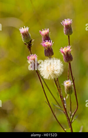 bitter fleabane, blue fleabane, plant, plants Stock Photo: 27741795 - Alamy