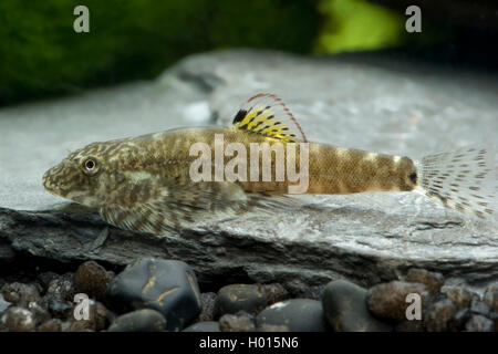 Chinese Hillstream loach, Chen's Chinese Chubsucker (Pseudogastromyzon ...