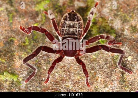 Hooded spider (Cryptocellus spec.), full-length portrait, view from ...