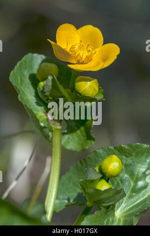 marsh marigold flowers Stock Photo - Alamy