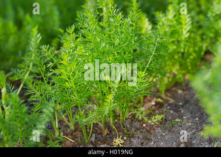 common caraway (Carum carvi), young leaves, Germany Stock Photo - Alamy