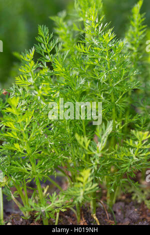 common caraway (Carum carvi), leaves Stock Photo - Alamy