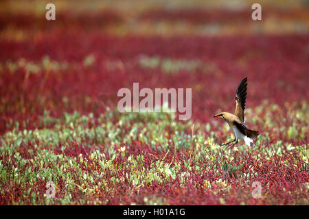 collared pratincole (Glareola pratincola), landing on the ground, South ...