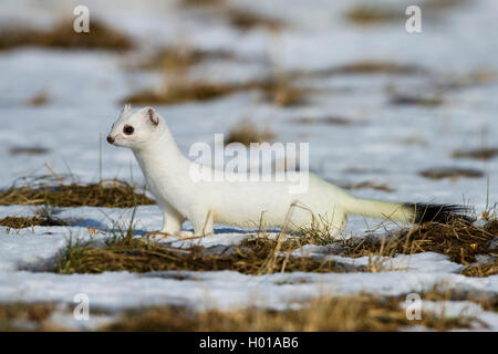 Stoat with a white winter coat standing upright, Mustela erminea ...