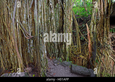 Aerial roots of a ficus tree, Bali, Indonesia Stock Photo - Alamy