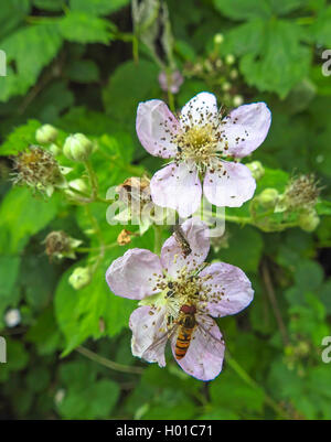 Hoverfly sitting on white flower Stock Photo - Alamy