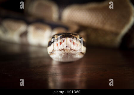 Ball python frontal view Stock Photo - Alamy