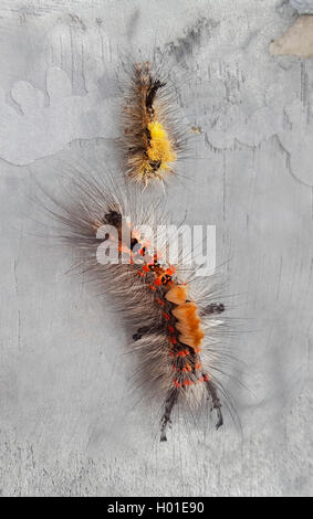 Rusty Tussock Moth, Vapourer Moth (Orgya antiqua), female laying eggs ...