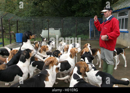 Barry Todhunter, Huntsman of the Blencathra Foxhounds at their kennels ...