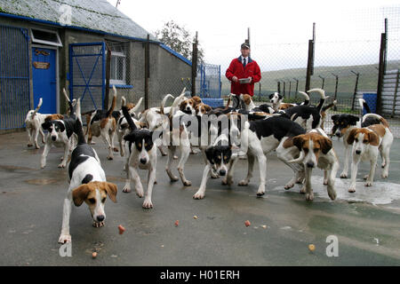 Barry Todhunter, Huntsman of the Blencathra Foxhounds at their kennels ...