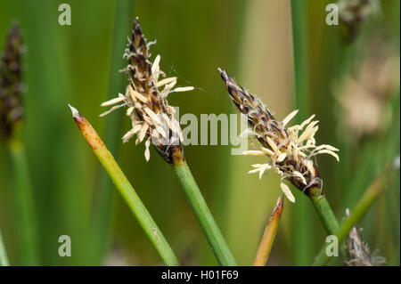 Flowering Common Spike-rush Stock Photo - Alamy